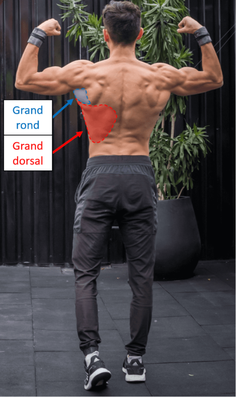 ObjectifMusculation - Les 4 meilleurs exercices Biceps